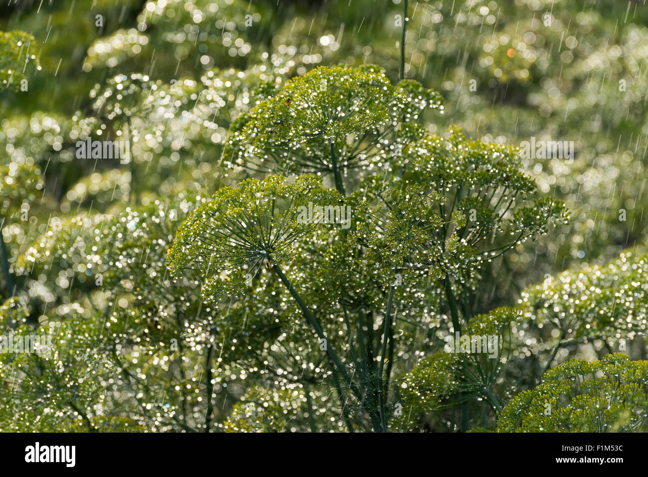 Dill in water hi-res stock photography and images - Alamy