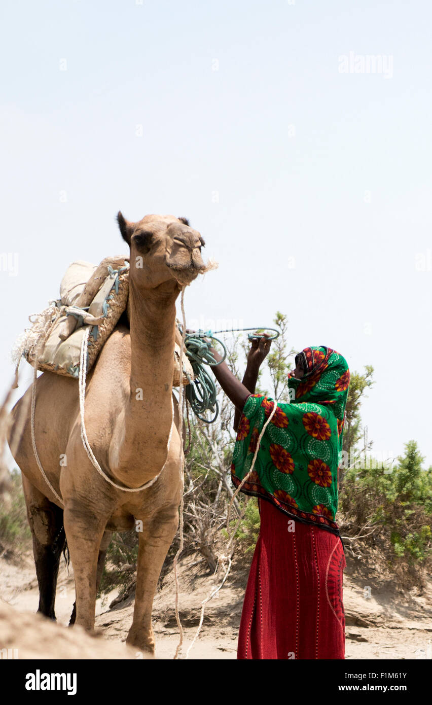 An Afar woman with her camel in the harsh dry desert at the Danakil ...