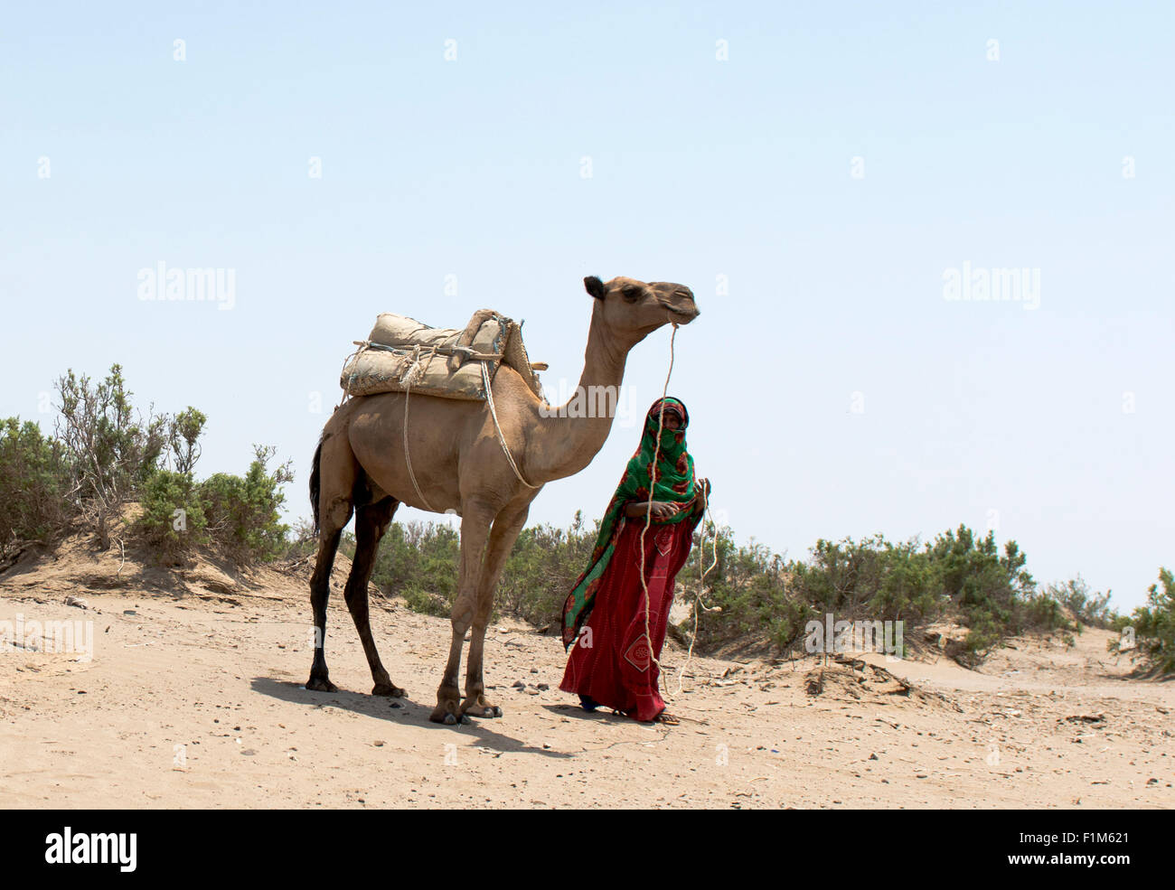 An Afar woman with her camel in the harsh dry desert at the Danakil ...
