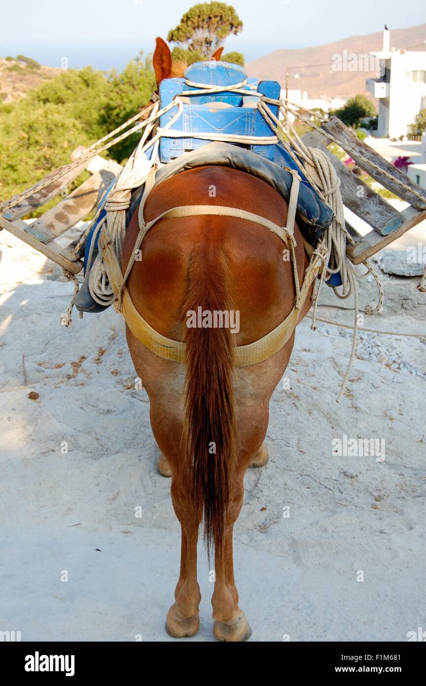 Mule waiting in the shade in the village of Langada on the island of ...