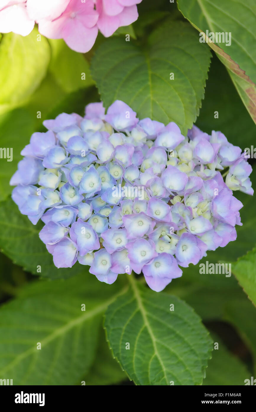 Cluster of pretty blue hydrangea flowers Stock Photo - Alamy