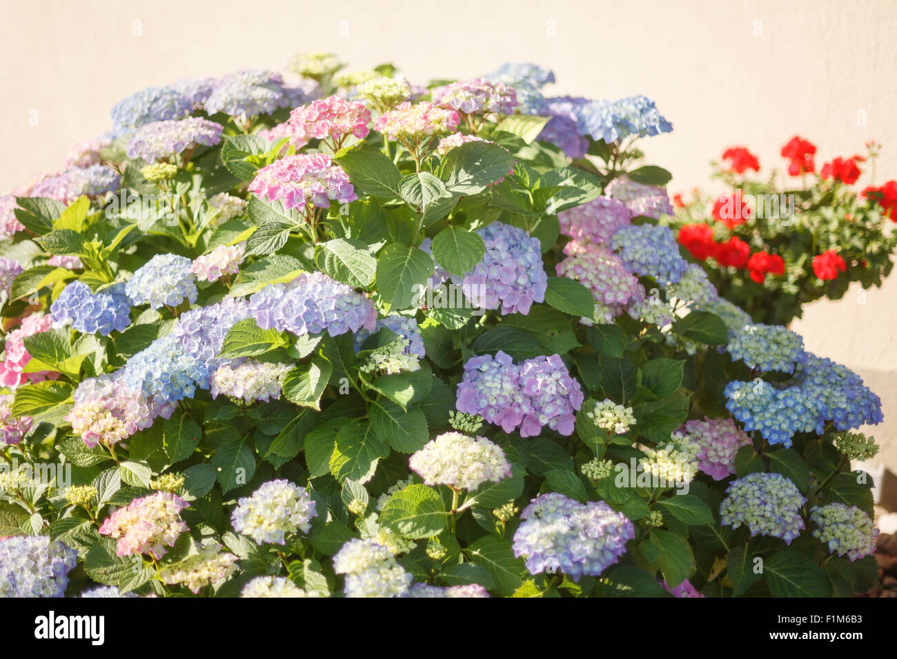 Flowering hydrangeas with colorful red geraniums Stock Photo - Alamy