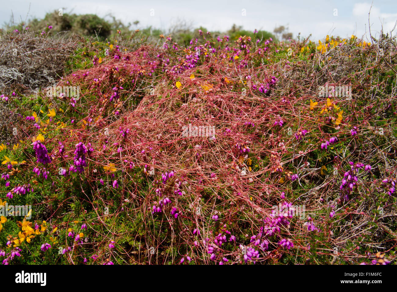Red yarns of Dodder (Cuscuta epithymum, also known as Hellweed ...