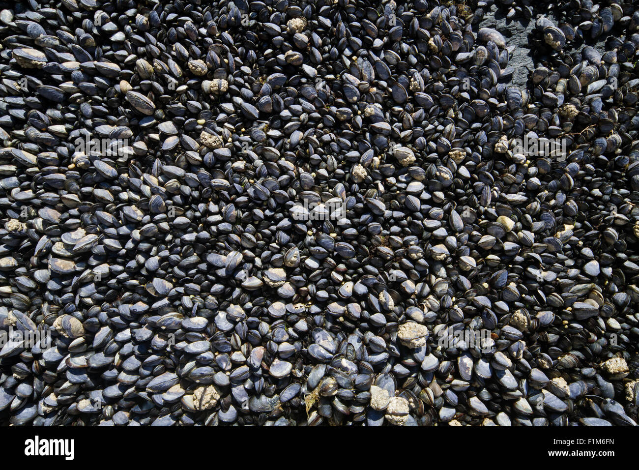 Grey pebbles on a beach Stock Photo - Alamy