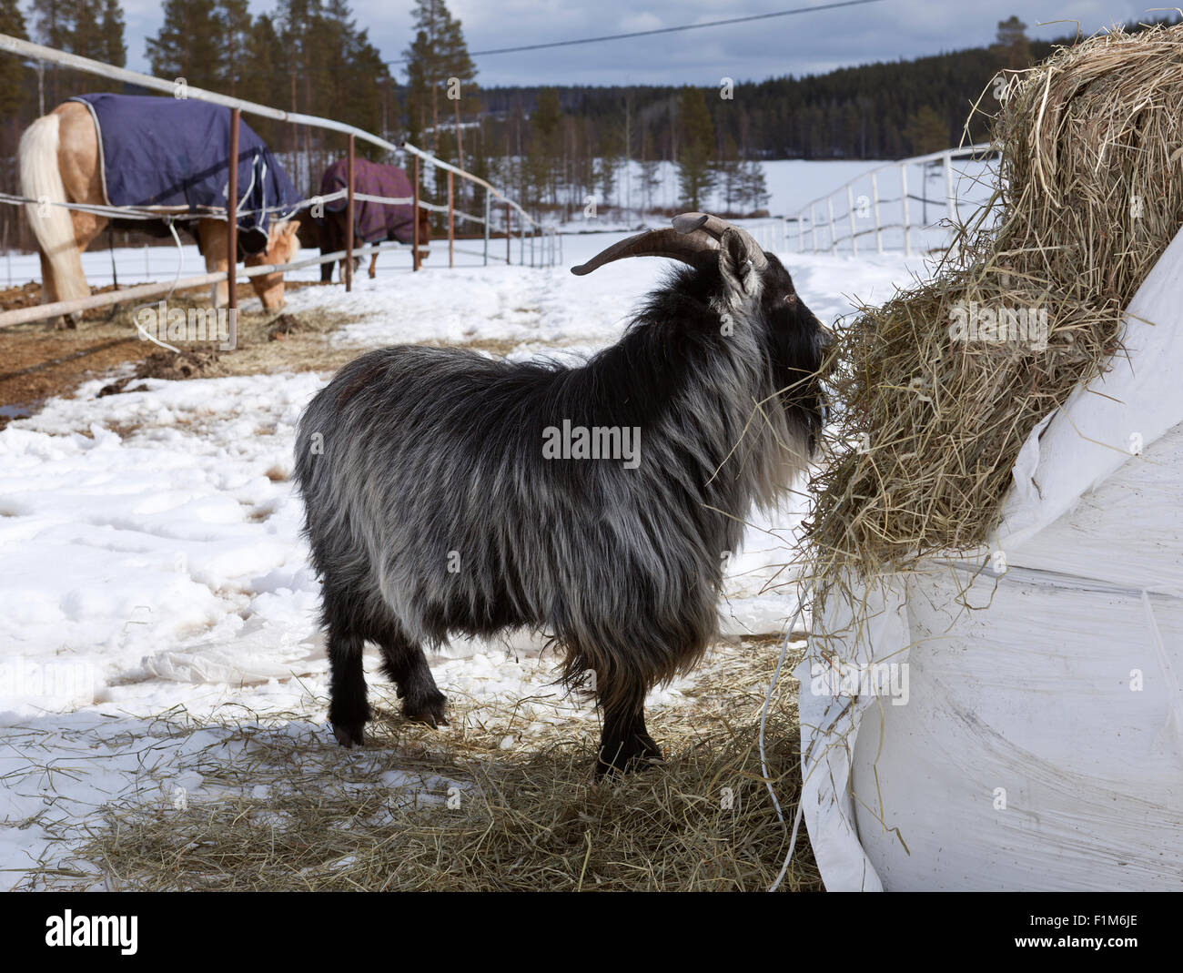 Dwarf, pygmy goat and it´s hey bale. Winter, snow and horses to the ...