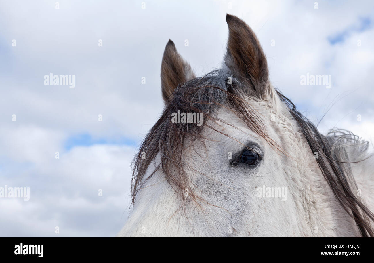 A white and gray Arabian horse head in close up, macro. Portrait of a ...