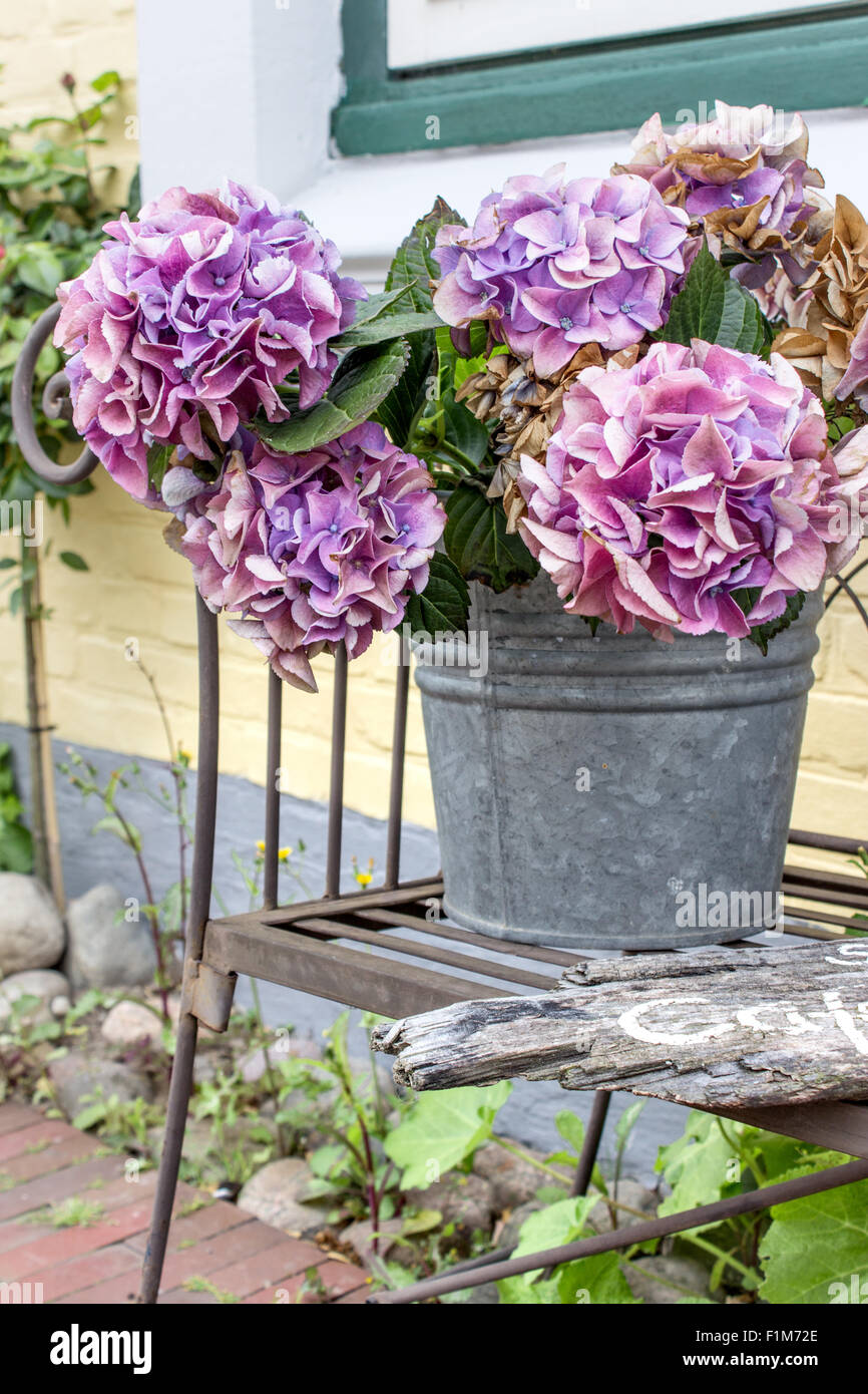 purple hydrangea flowers in a zinc bucket Stock Photo - Alamy