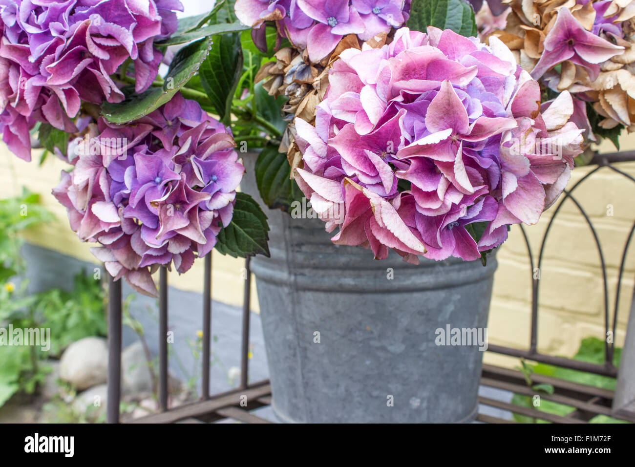 purple hydrangea flowers in a zinc bucket Stock Photo - Alamy