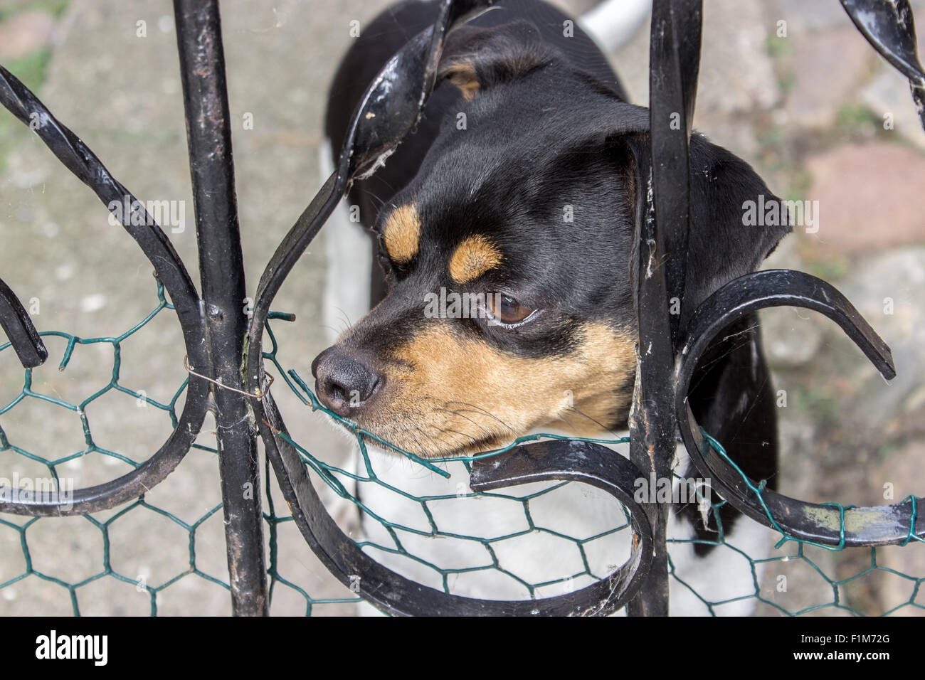 a small dog looking through a fence Stock Photo - Alamy