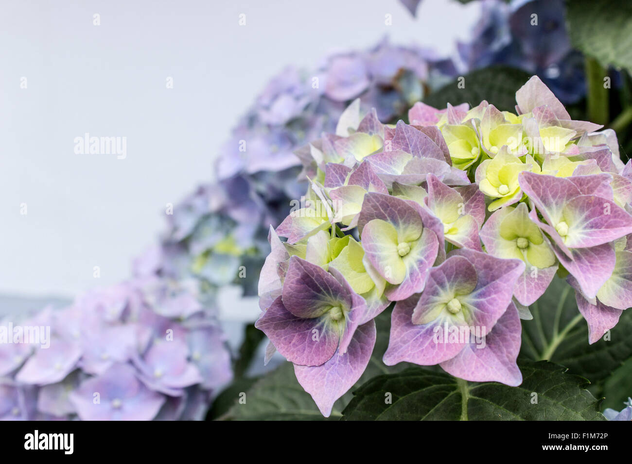 blue and violet hydrangea flowers Stock Photo - Alamy
