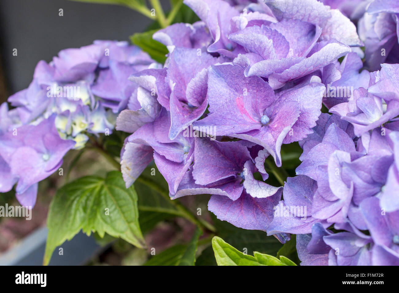 blue and violet hydrangea flowers Stock Photo - Alamy
