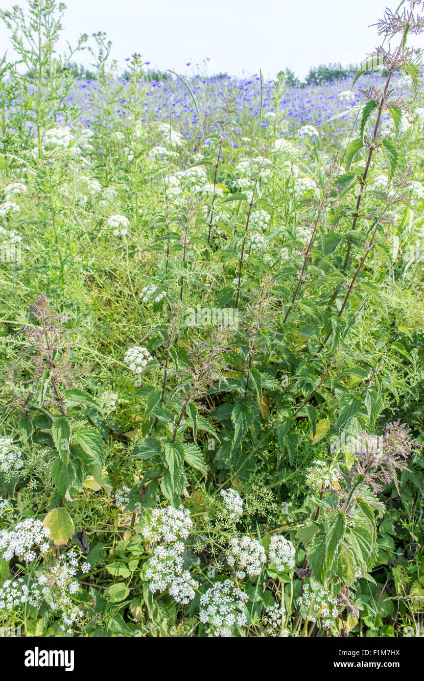 Field edge with nettles and cornflowers Stock Photo - Alamy