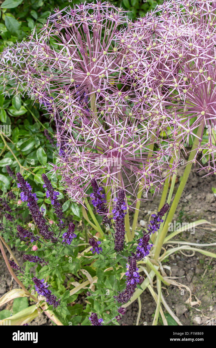 Perennial border with Allium Flower and sage Stock Photo - Alamy