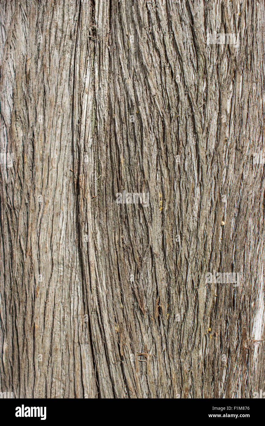 Texture of the bark of a tree Stock Photo - Alamy