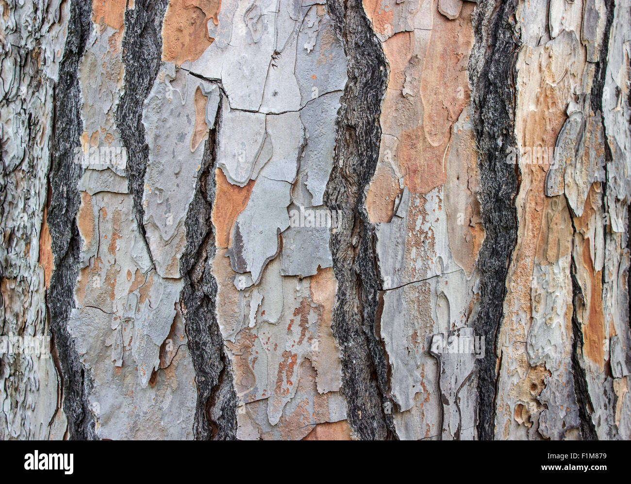 Bark of a pine tree Stock Photo - Alamy