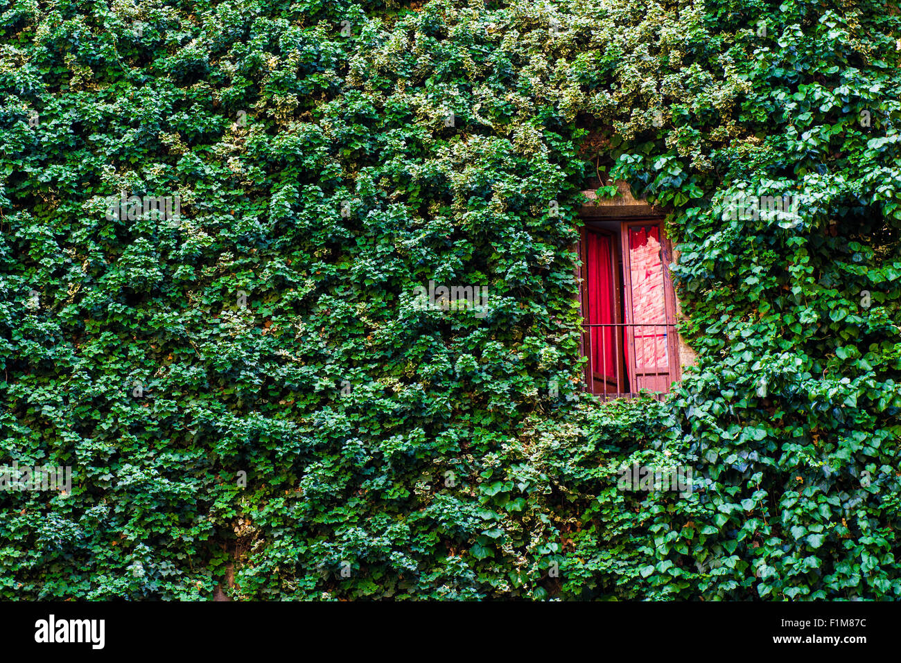 Photo of a wall in Florence with a lot of leaves and red balcony Stock ...