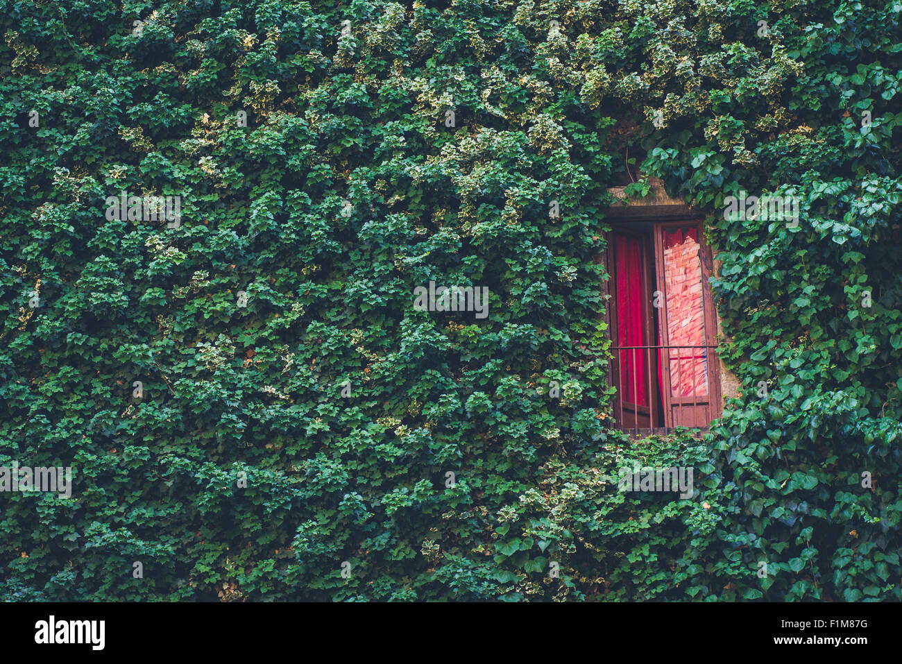 Photo of a wall in Florence with a lot of leaves and red balcony Stock ...