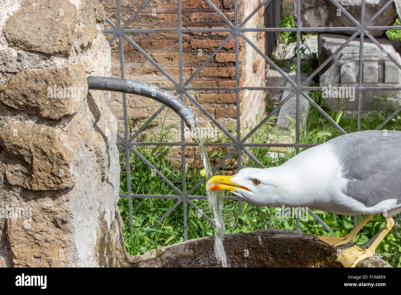 thirsty seagull drinking water in a Roman drinking fountain Stock Photo ...