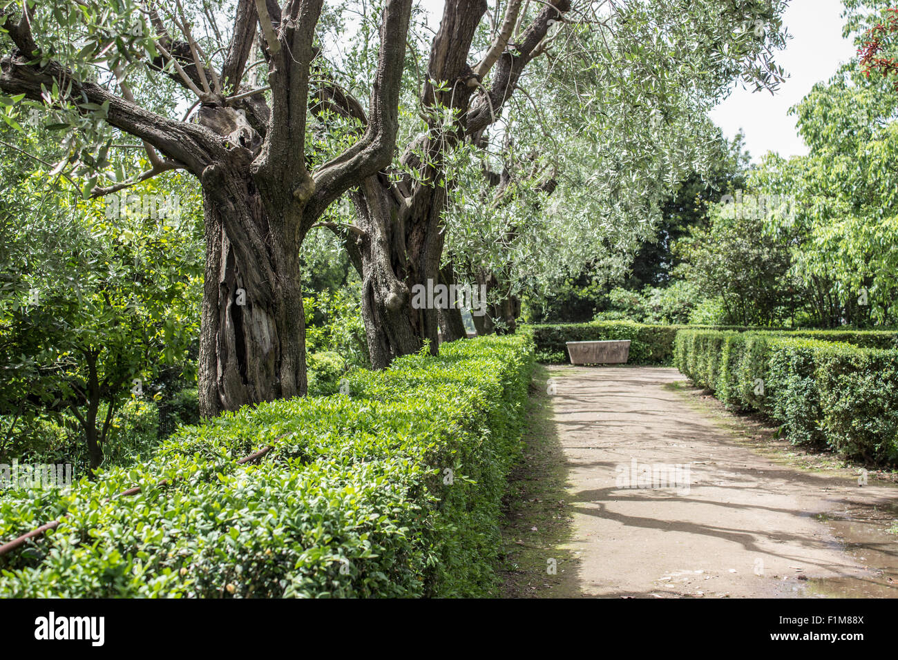 Ancient olive trees on the Palatine Hill in Rome Stock Photo - Alamy