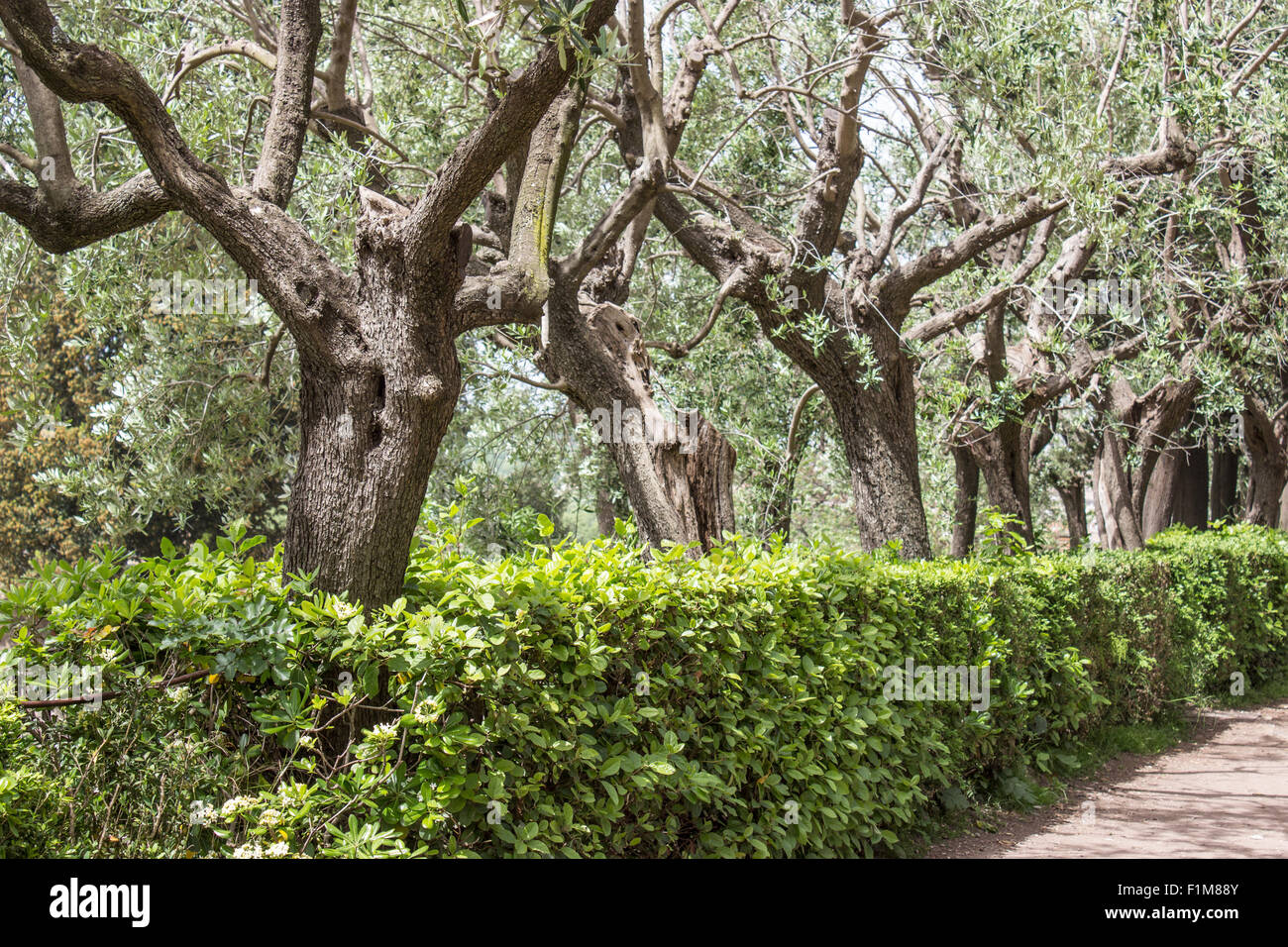 Ancient olive trees on the Palatine Hill in Rome Stock Photo - Alamy