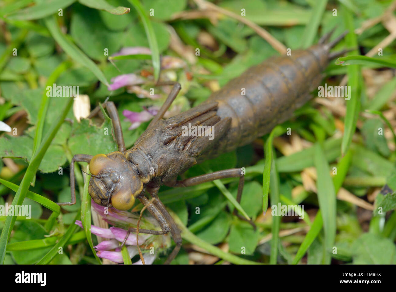 Southern Hawker Dragonfly Nymph - Aeshna cyanea on land Stock Photo - Alamy
