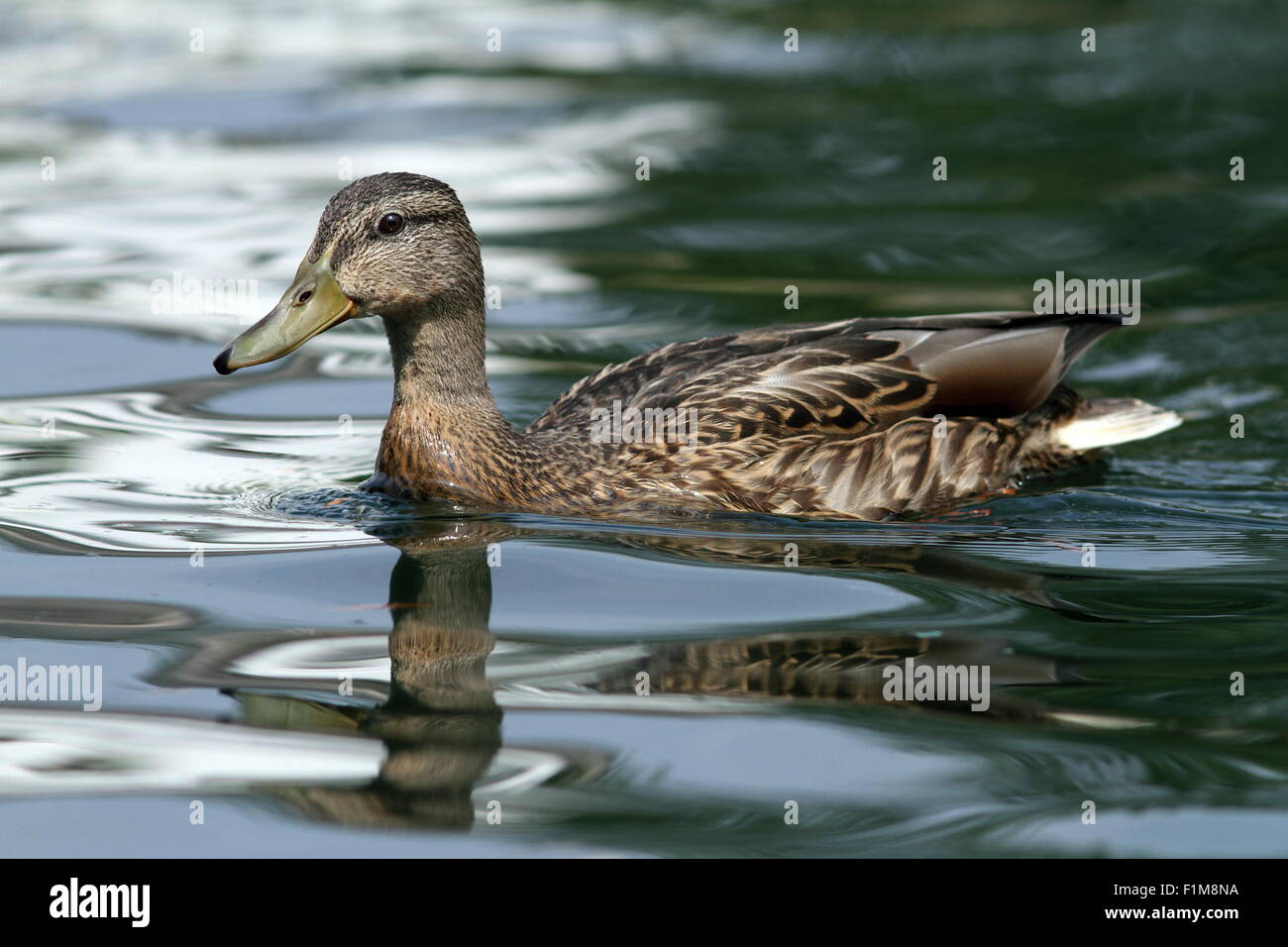 female mallard duck on water in beautiful contrast pf evening light ...