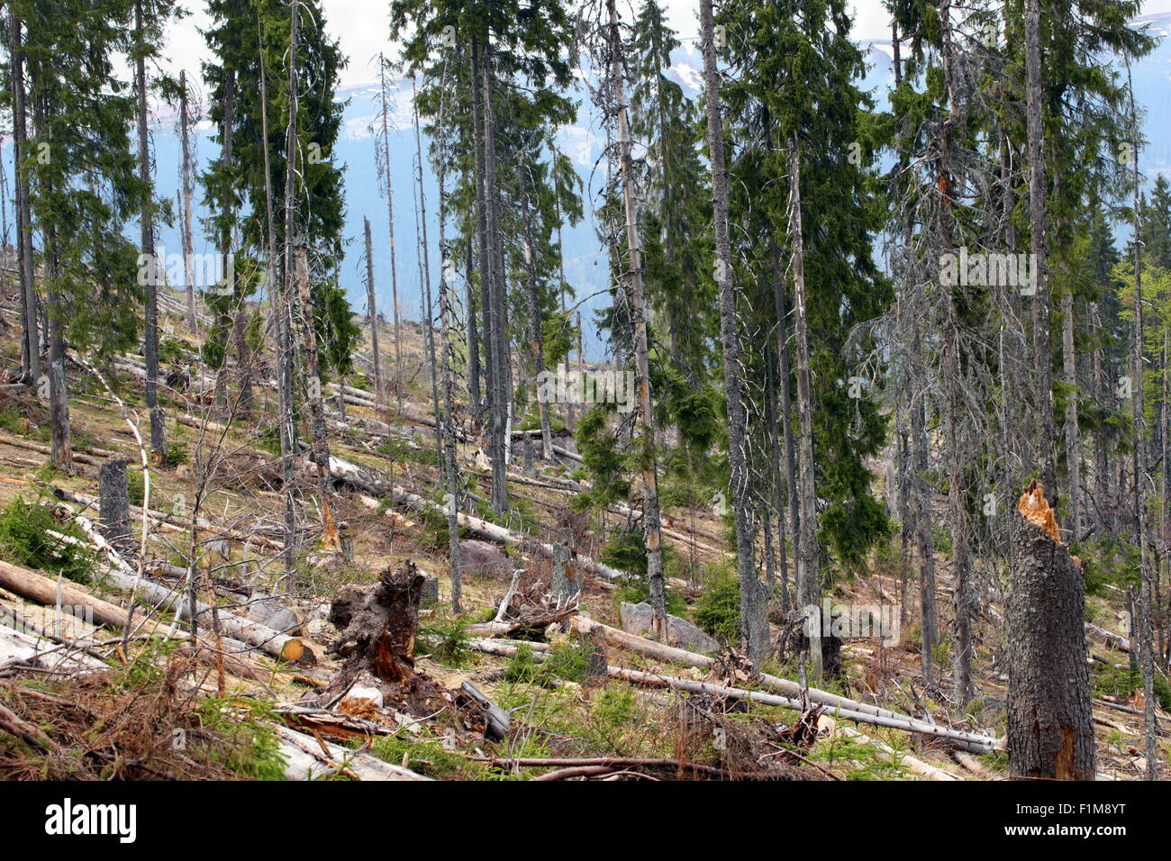image after deforestation, only some spruce trees are left Stock Photo ...