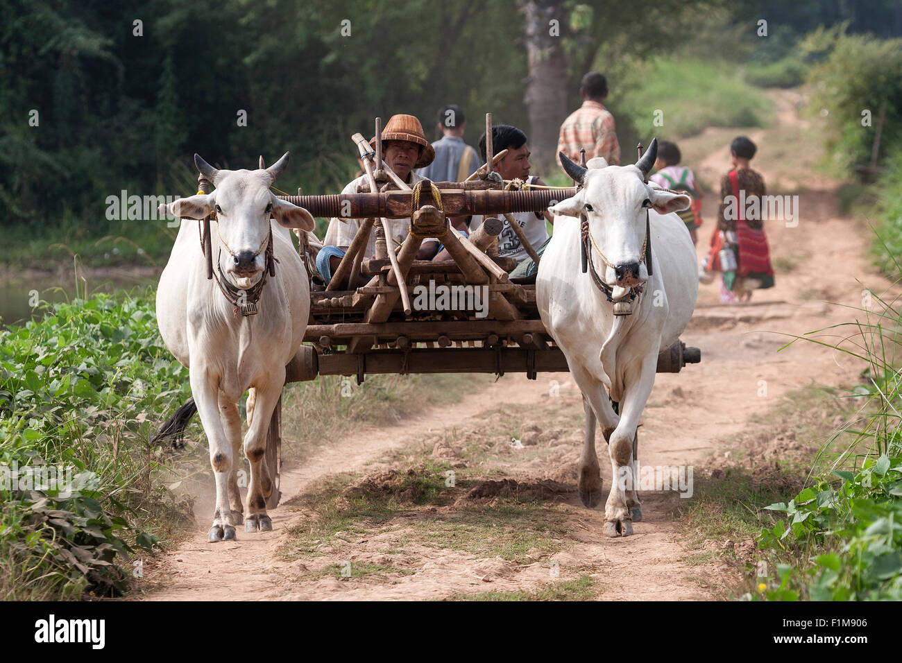 Oxen pulling cart hi-res stock photography and images - Alamy