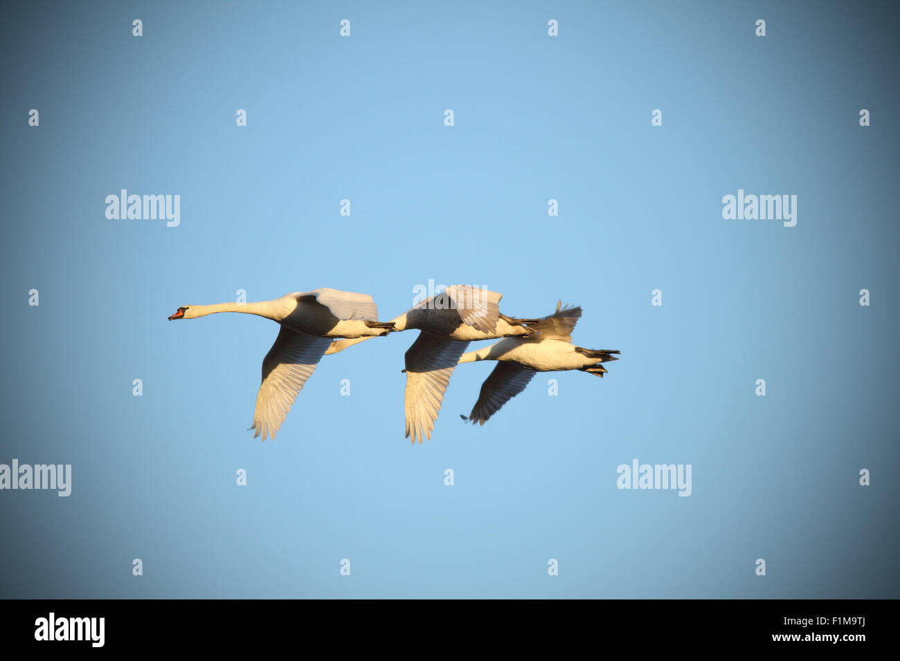 White swans in flight hi-res stock photography and images - Alamy