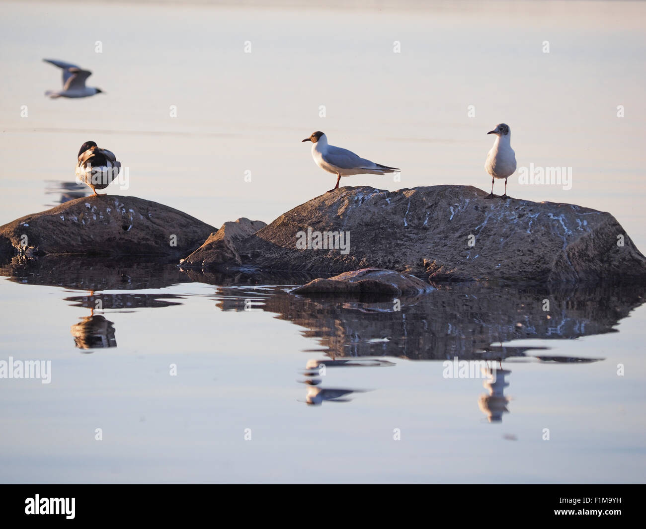 Little gull autumn hi-res stock photography and images - Alamy