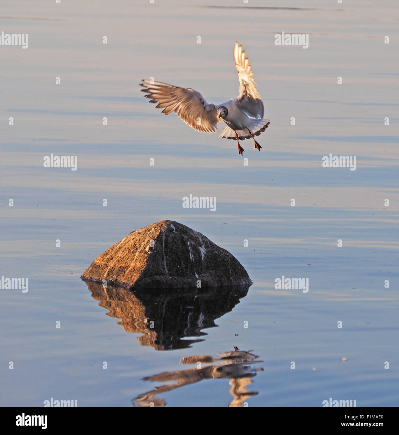 Little gull autumn hi-res stock photography and images - Alamy