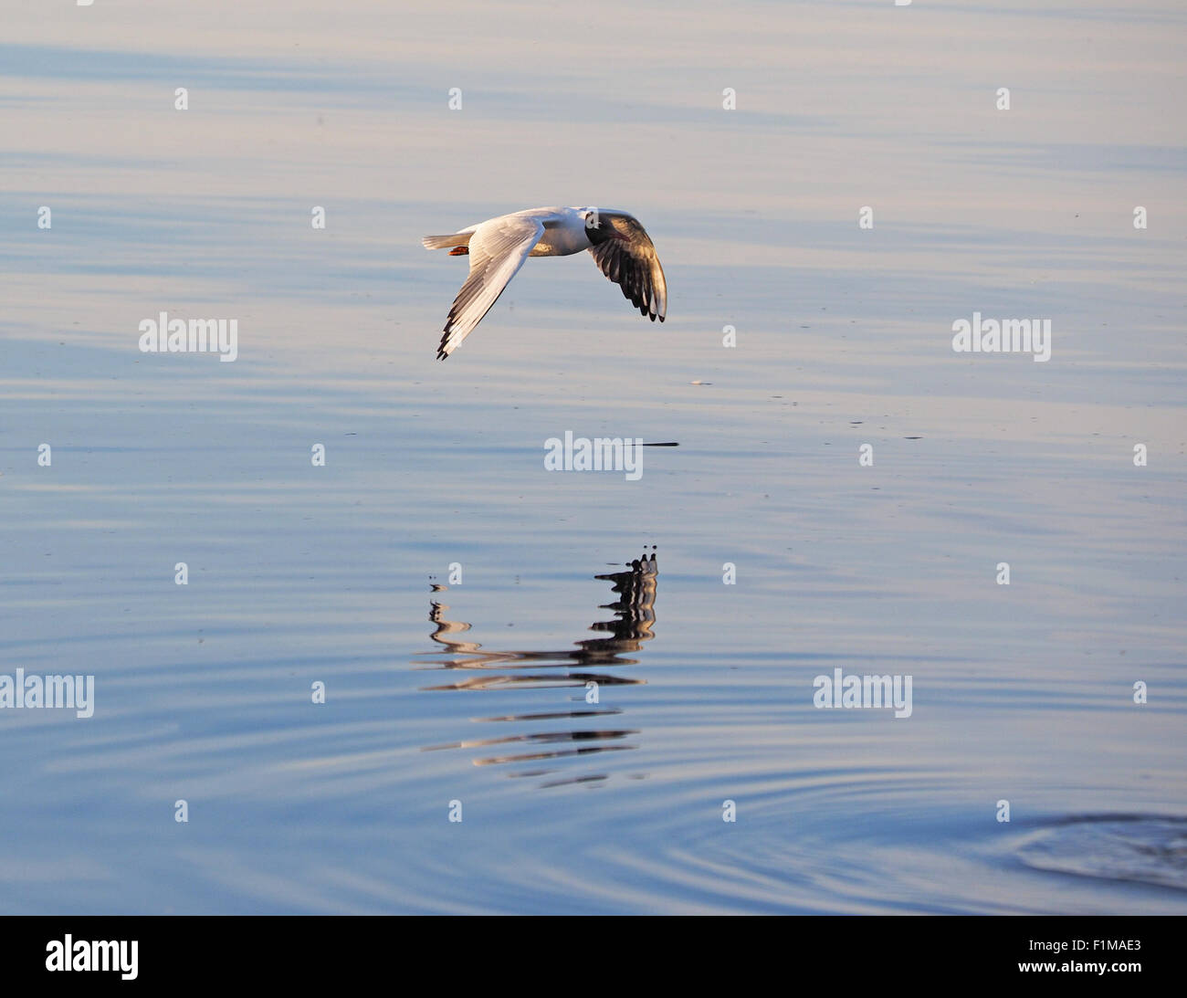 gull on the lake Stock Photo - Alamy