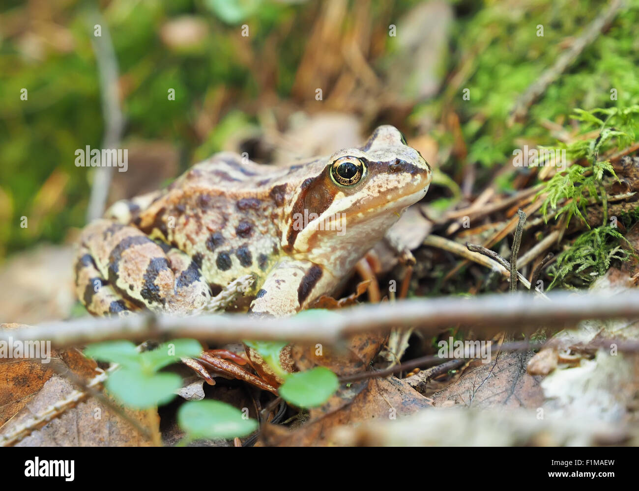 frog in forest Stock Photo - Alamy