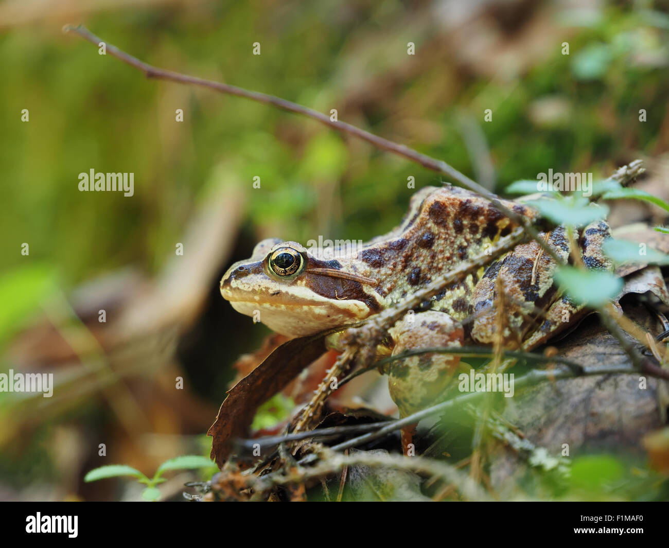 frog in forest Stock Photo - Alamy