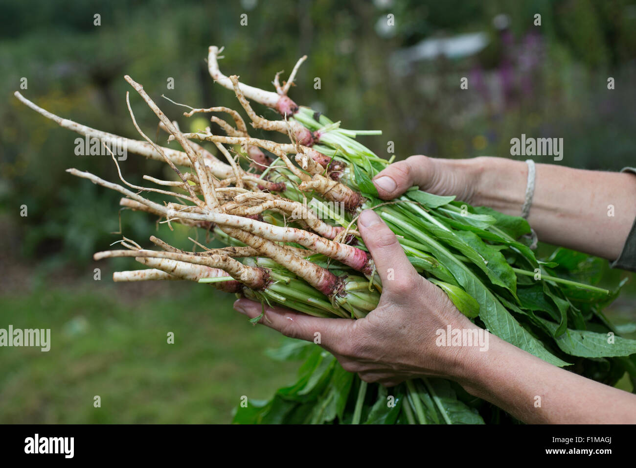 Oenothera biennis roots hi-res stock photography and images - Alamy