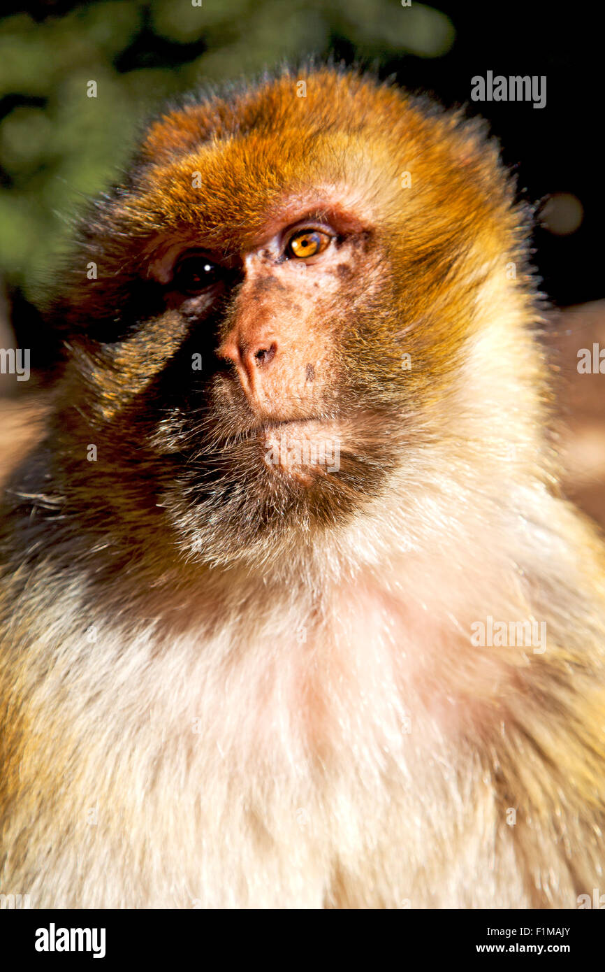 africa in morocco cedar forest the primitive monkey animal wildlife ...