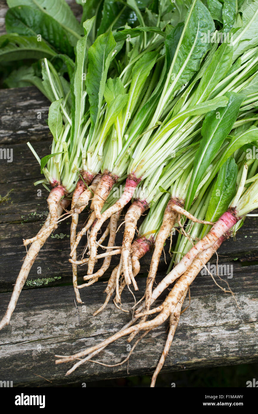 Evening Primrose, Evening-Primrose, Sun drop, Root, roots, taproot ...