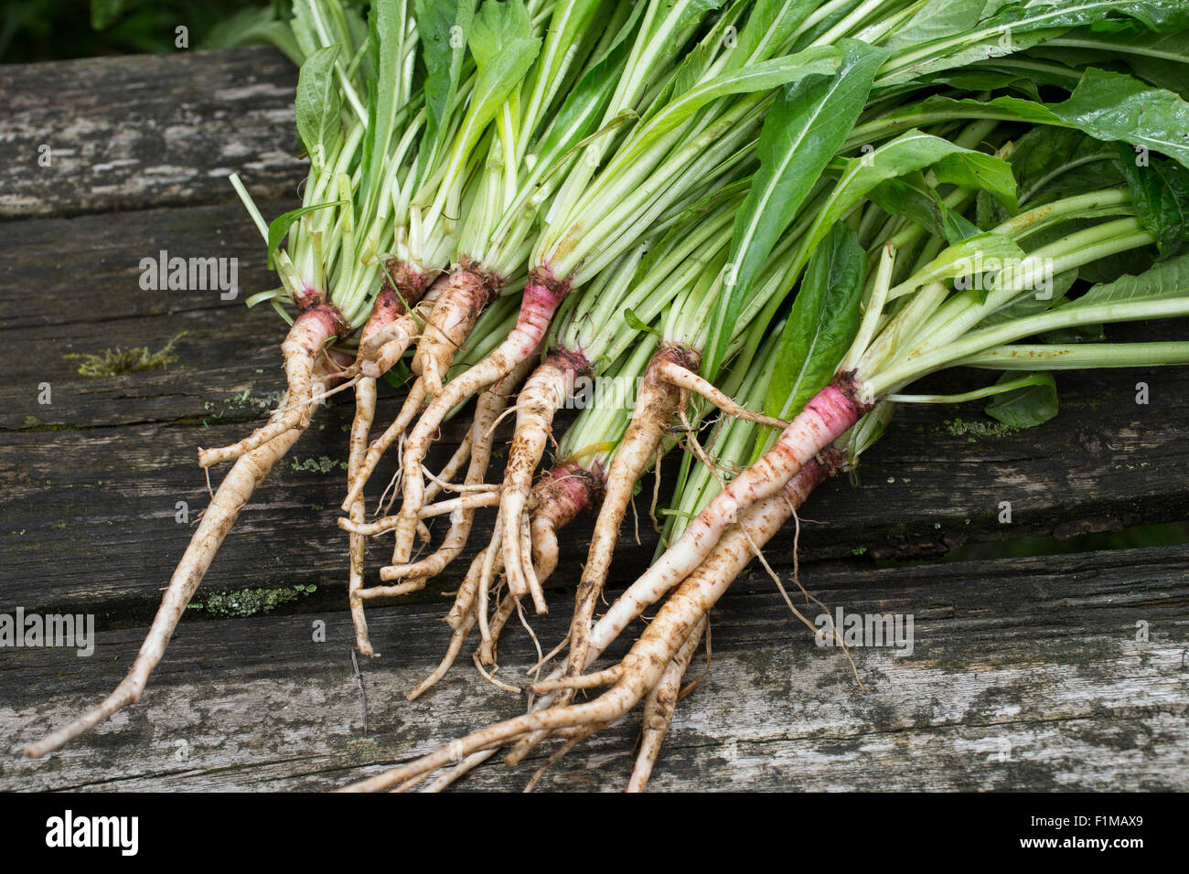 Oenothera biennis roots hi-res stock photography and images - Alamy