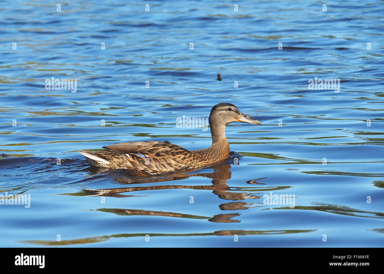 duck on the lake Stock Photo - Alamy