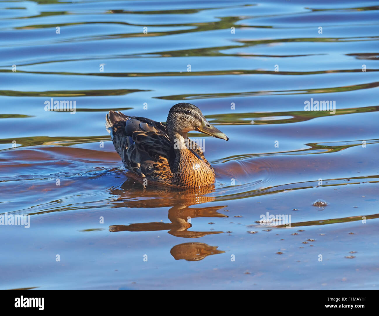 duck on the lake Stock Photo - Alamy