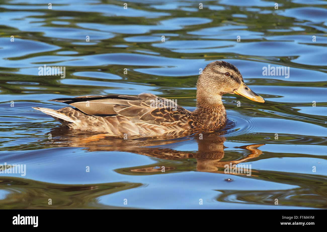 duck on the lake Stock Photo - Alamy