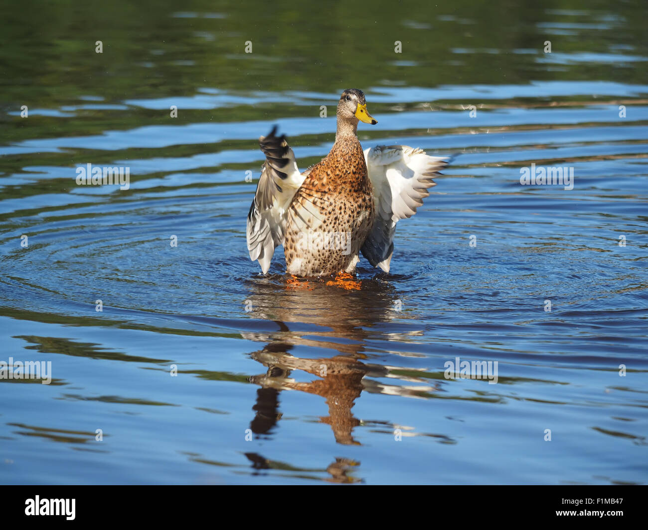duck on the lake Stock Photo - Alamy