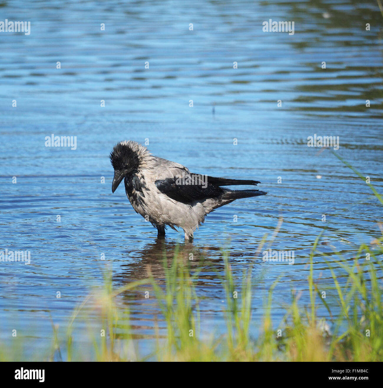 crow couple take bath in the lake Stock Photo - Alamy