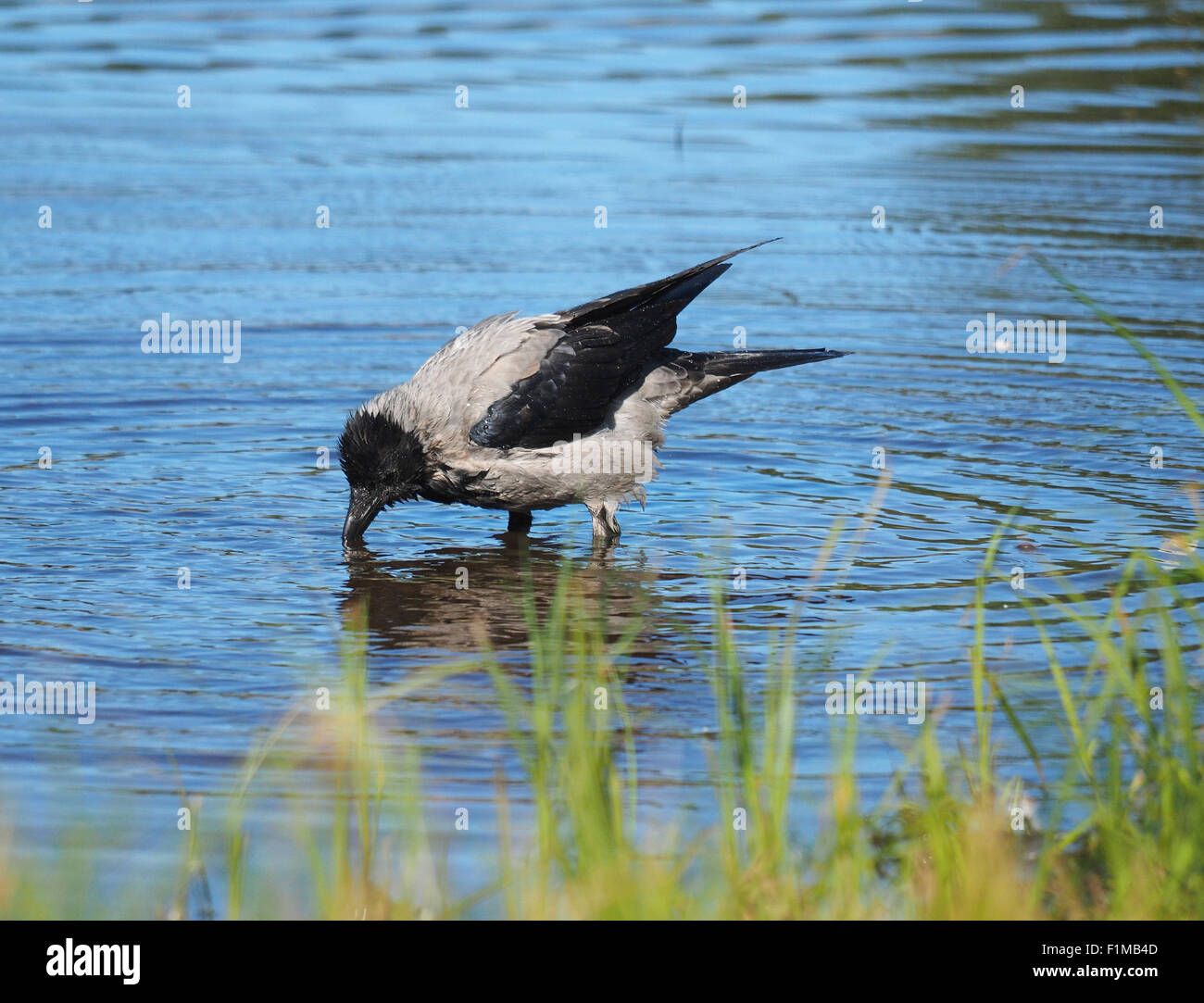 crow couple take bath in the lake Stock Photo - Alamy