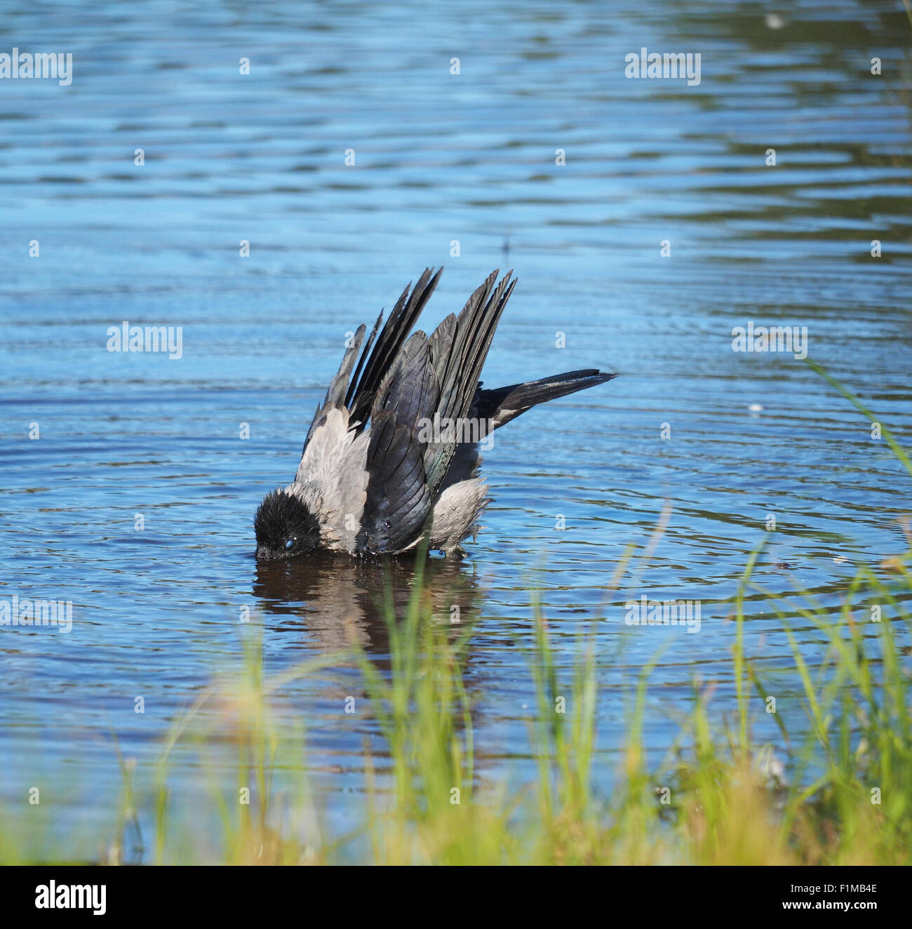 crow couple take bath in the lake Stock Photo - Alamy