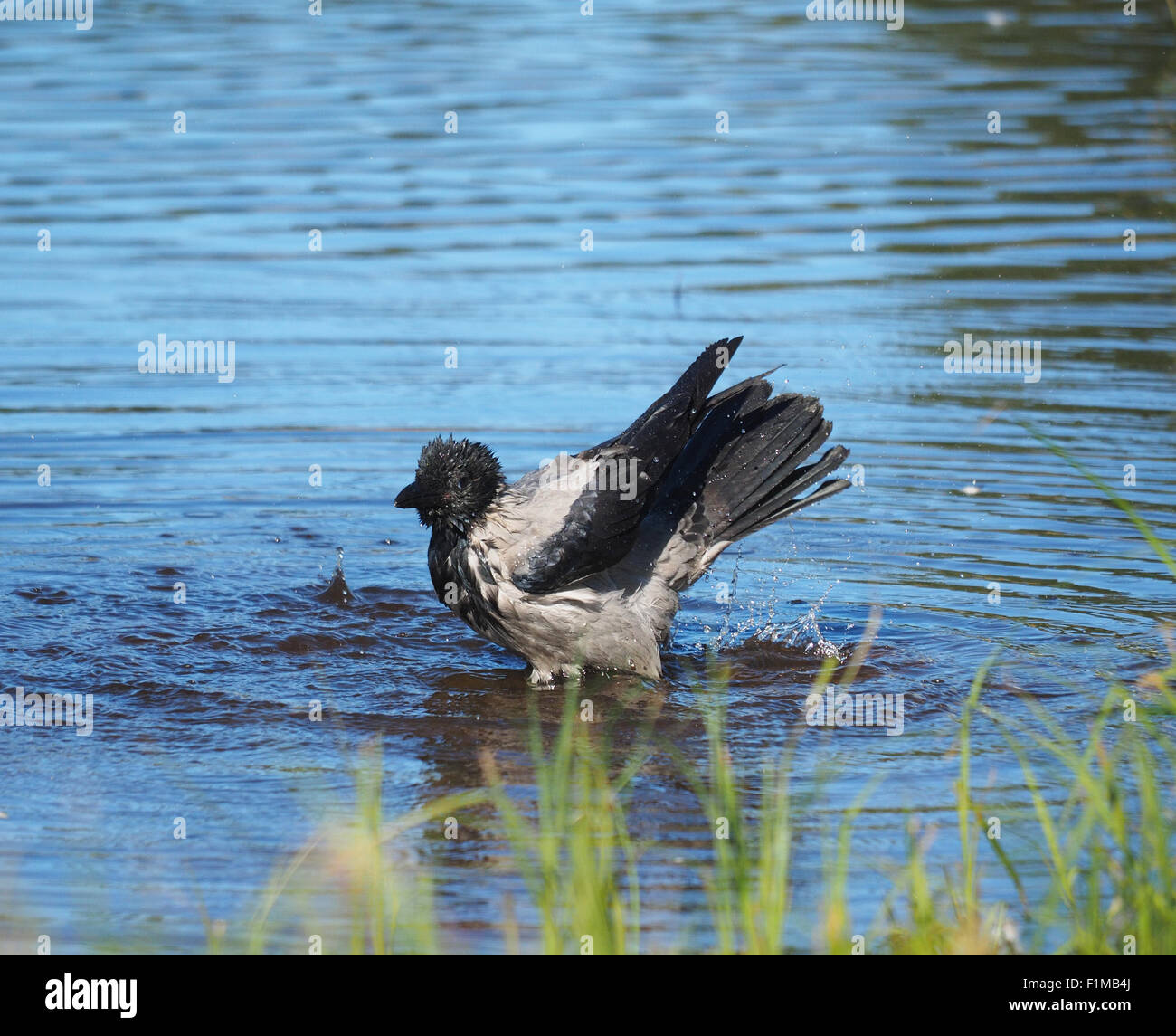 crow couple take bath in the lake Stock Photo - Alamy