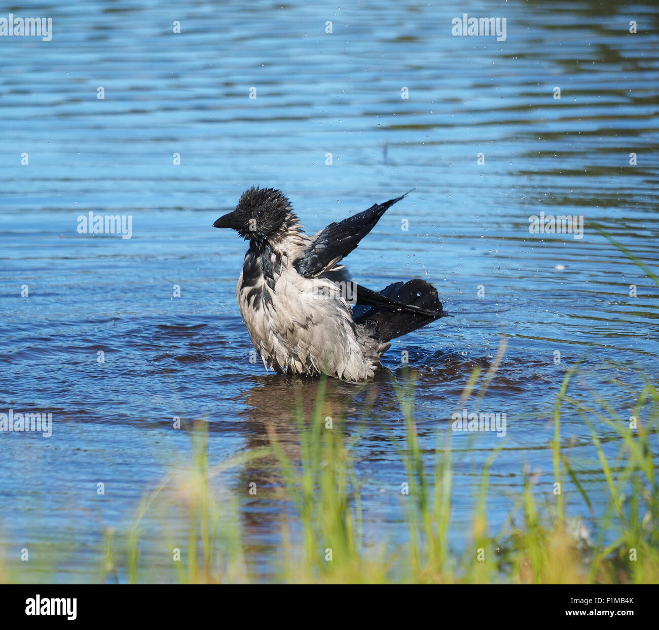 Rook couple hi-res stock photography and images - Alamy