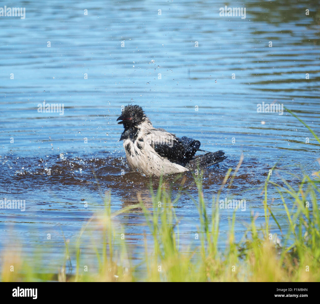crow couple take bath in the lake Stock Photo - Alamy