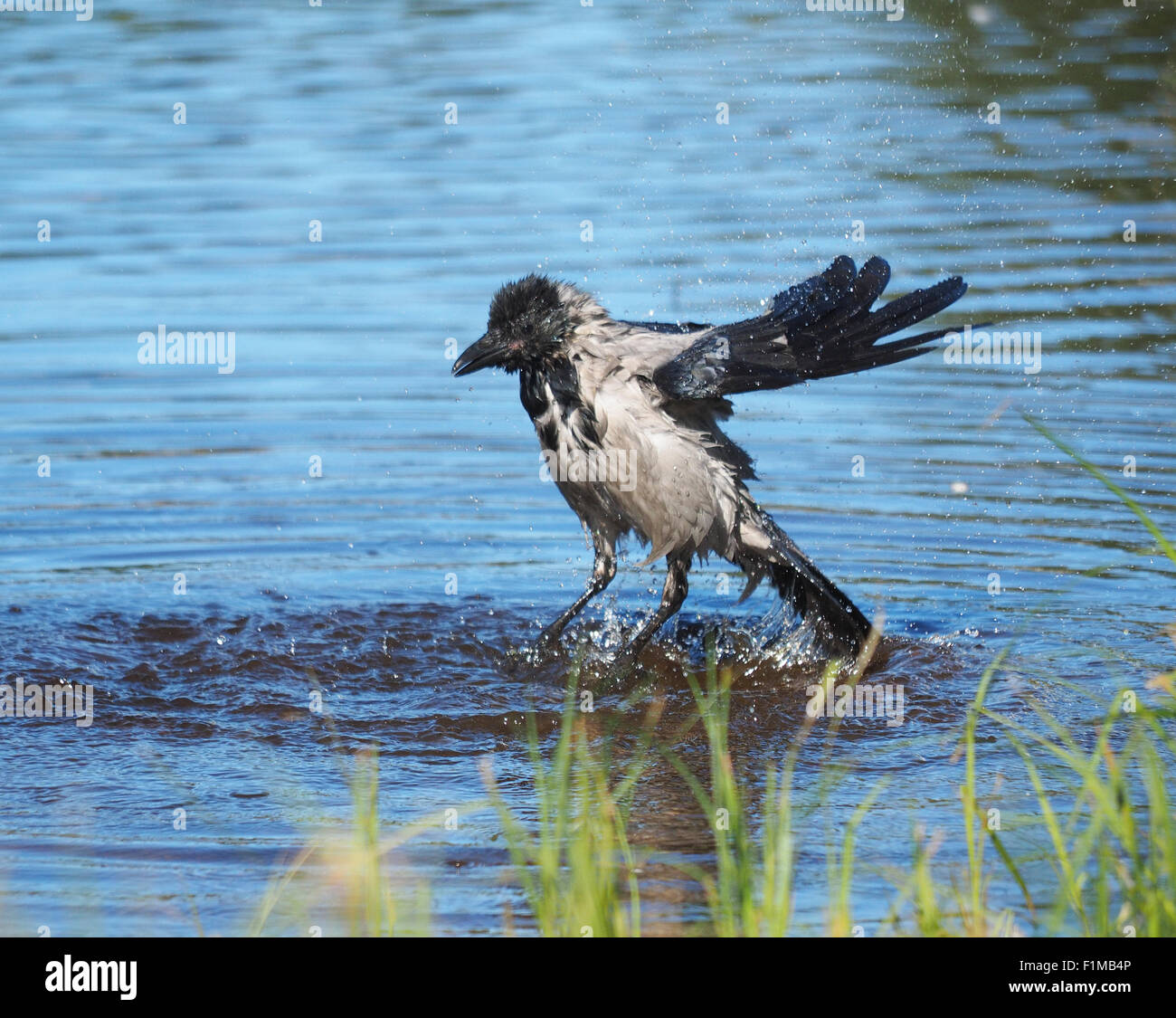 crow couple take bath in the lake Stock Photo - Alamy