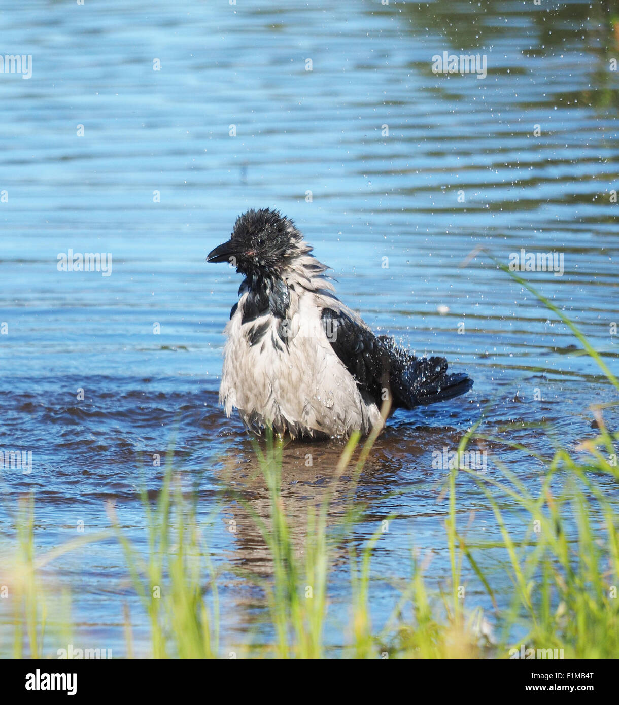crow couple take bath in the lake Stock Photo - Alamy